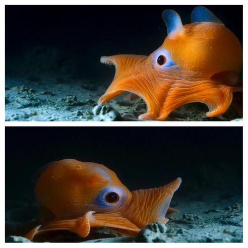 烙饼章鱼有毒吗_烙饼章鱼能吃吗-第1张图片-山城妙识