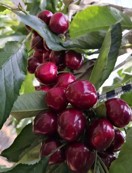 大樱桃图片怎么拍_大樱桃品种识别方法-第1张图片-山城妙识 大樱桃图片怎么拍_大樱桃品种识别方法-第1张图片-山城妙识