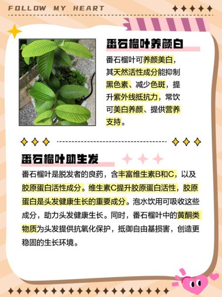 番石榴叶图片_番石榴叶功效与作用-第2张图片-山城妙识 番石榴叶图片_番石榴叶功效与作用-第2张图片-山城妙识