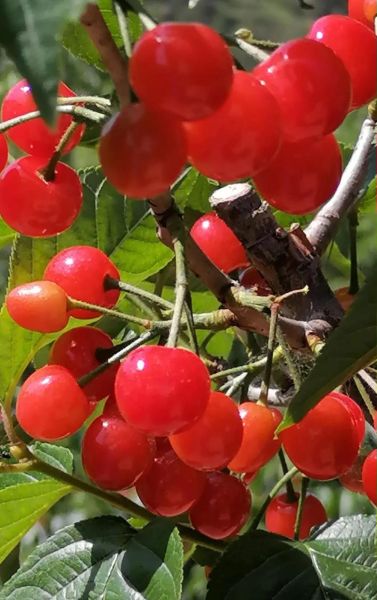 大樱桃图片怎么拍_大樱桃品种识别方法-第2张图片-山城妙识 大樱桃图片怎么拍_大樱桃品种识别方法-第2张图片-山城妙识