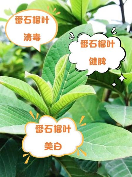 番石榴叶图片_番石榴叶功效与作用-第3张图片-山城妙识 番石榴叶图片_番石榴叶功效与作用-第3张图片-山城妙识