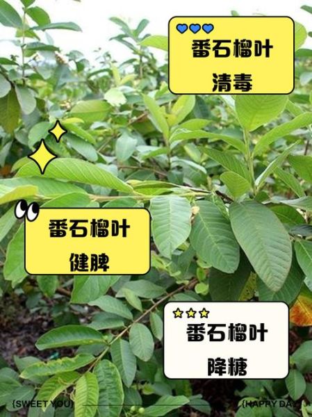 番石榴叶图片_番石榴叶功效与作用-第1张图片-山城妙识 番石榴叶图片_番石榴叶功效与作用-第1张图片-山城妙识