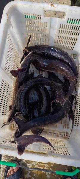 鲟鱼多少钱一斤_鲟鱼价格为什么差距大-第2张图片-山城妙识