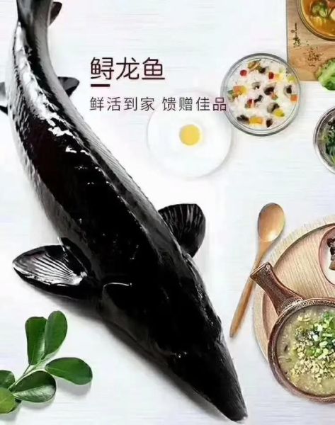 鲟鱼多少钱一斤_鲟鱼价格为什么差距大-第3张图片-山城妙识