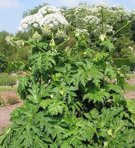 茯苓白芷的功效与作用_茯苓白芷能一起用吗-第2张图片-山城妙识 茯苓白芷的功效与作用_茯苓白芷能一起用吗-第2张图片-山城妙识