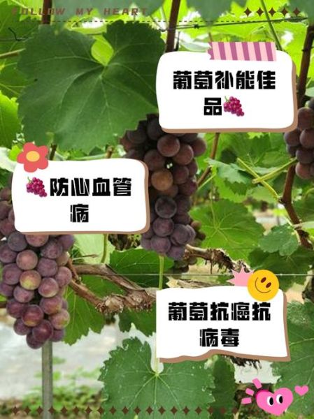 吃葡萄的好处与坏处有哪些_葡萄吃多了会胖吗-第3张图片-山城妙识