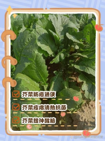 芥菜疙瘩的营养价值_芥菜疙瘩的功效与作用-第1张图片-山城妙识