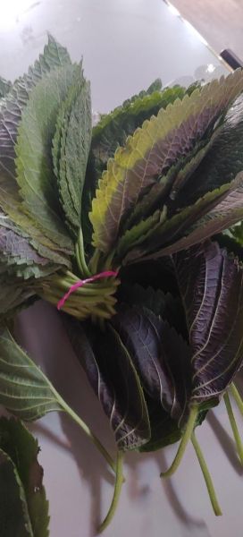 苏子叶图片大全大图_苏子叶长什么样-第1张图片-山城妙识 苏子叶图片大全大图_苏子叶长什么样-第1张图片-山城妙识