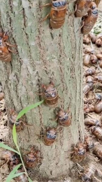 知了猴几点出来最多_知了猴几点开始出土-第2张图片-山城妙识