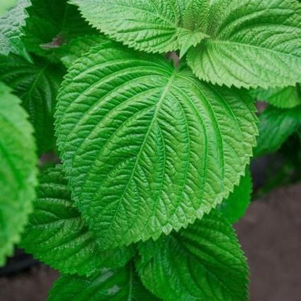 苏子叶图片大全大图_苏子叶长什么样-第3张图片-山城妙识 苏子叶图片大全大图_苏子叶长什么样-第3张图片-山城妙识