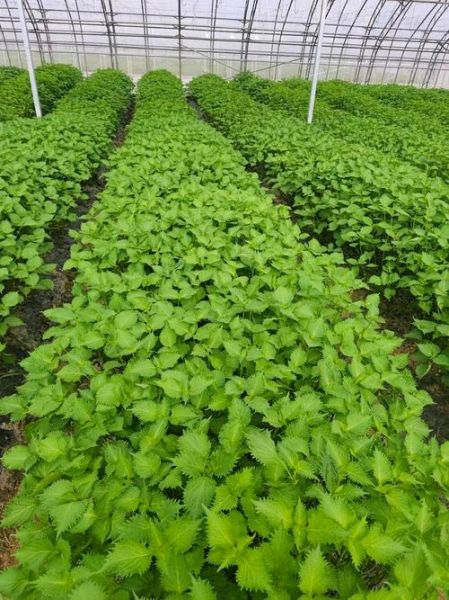 苏子叶图片大全大图_苏子叶长什么样-第2张图片-山城妙识 苏子叶图片大全大图_苏子叶长什么样-第2张图片-山城妙识