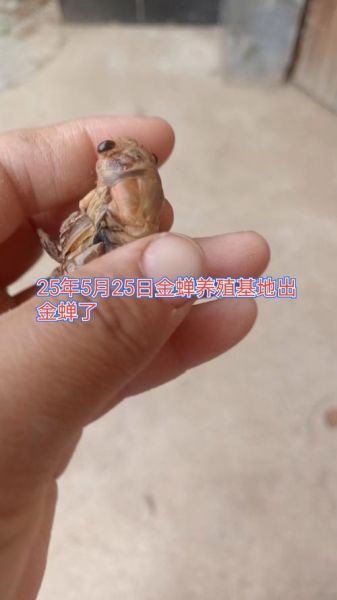 知了猴几点出来最多_知了猴几点开始出土-第3张图片-山城妙识