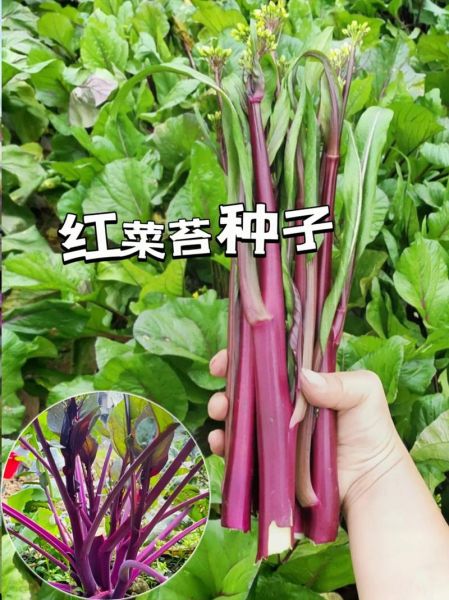 红菜苔种子怎么种_红菜苔种子价格多少钱一斤-第1张图片-山城妙识
