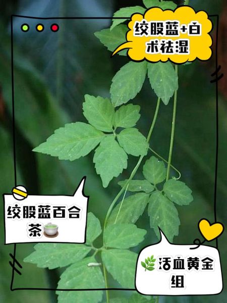 绞股蓝降血压真的有用吗_绞股蓝茶怎么喝效果最好-第1张图片-山城妙识