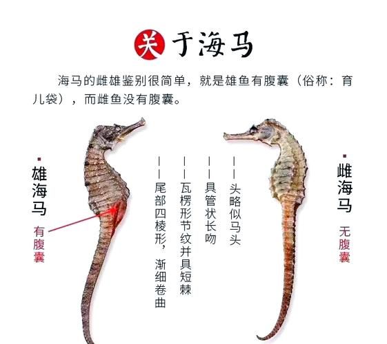海马的功效与作用及食用方法_海马怎么吃补肾壮阳-第1张图片-山城妙识 海马的功效与作用及食用方法_海马怎么吃补肾壮阳-第1张图片-山城妙识