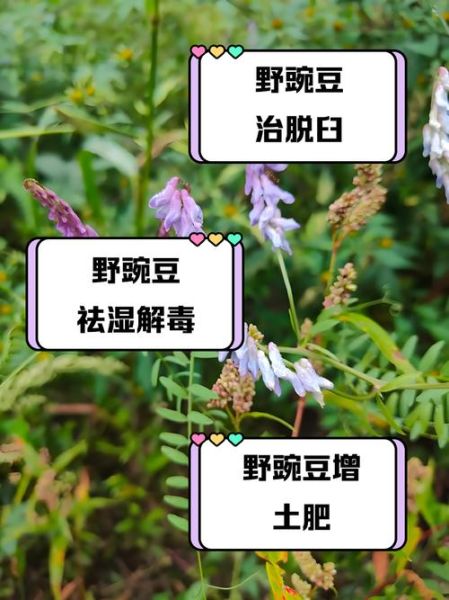 豌豆有什么营养价值_豌豆的功效与作用-第3张图片-山城妙识 豌豆有什么营养价值_豌豆的功效与作用-第3张图片-山城妙识