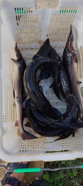 野生中华鲟鱼多少钱一斤_野生中华鲟鱼价格行情-第1张图片-山城妙识