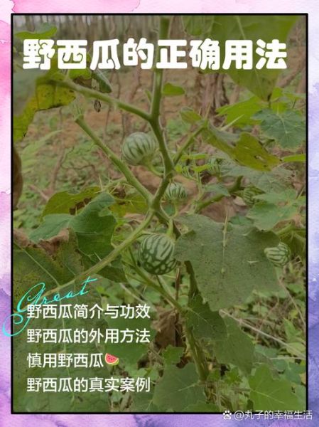 野西瓜的功效与作用_野西瓜怎么吃最好-第1张图片-山城妙识 野西瓜的功效与作用_野西瓜怎么吃最好-第1张图片-山城妙识
