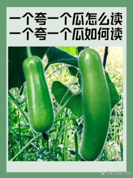 瓠瓜读音是什么_瓠瓜怎么读才标准-第1张图片-山城妙识