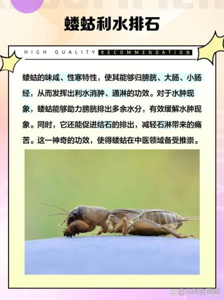 蝼蛄的功效与作用归经_蝼蛄能治哪些病-第3张图片-山城妙识