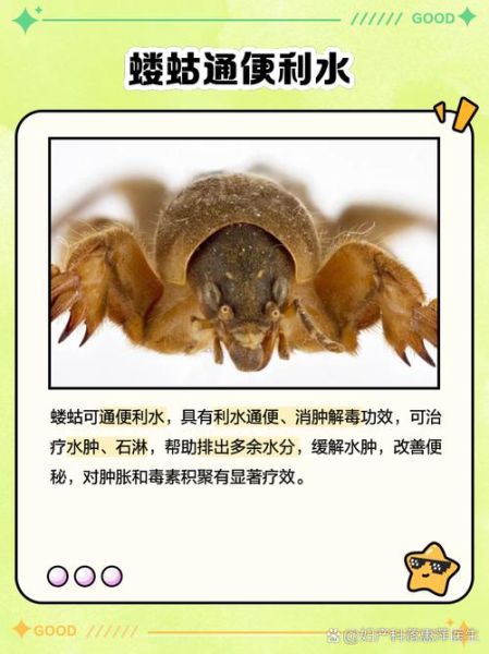 蝼蛄的功效与作用归经_蝼蛄能治哪些病-第1张图片-山城妙识