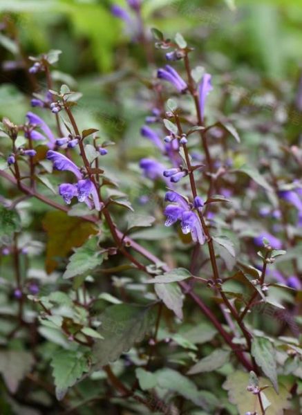 黄芩图片全图长什么样_黄芩植物高清图鉴-第1张图片-山城妙识 黄芩图片全图长什么样_黄芩植物高清图鉴-第1张图片-山城妙识