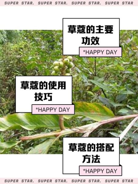 草寇香料是什么_草寇香料怎么用-第2张图片-山城妙识
