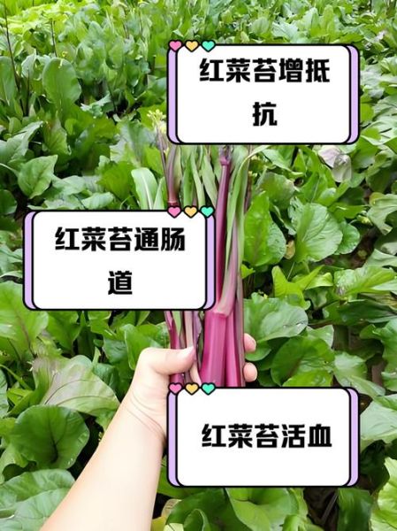 红菜苔的花可以吃吗_红菜苔花怎么吃-第1张图片-山城妙识 红菜苔的花可以吃吗_红菜苔花怎么吃-第1张图片-山城妙识