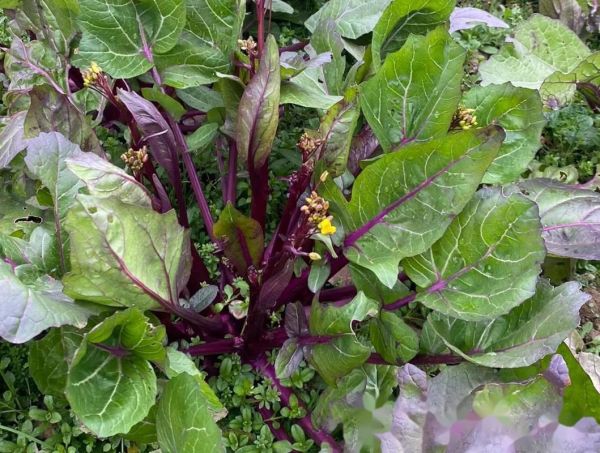 红菜苔的花可以吃吗_红菜苔花怎么吃-第3张图片-山城妙识 红菜苔的花可以吃吗_红菜苔花怎么吃-第3张图片-山城妙识