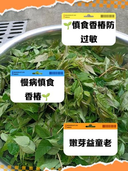 香椿哪些人不能吃_香椿禁忌人群-第3张图片-山城妙识