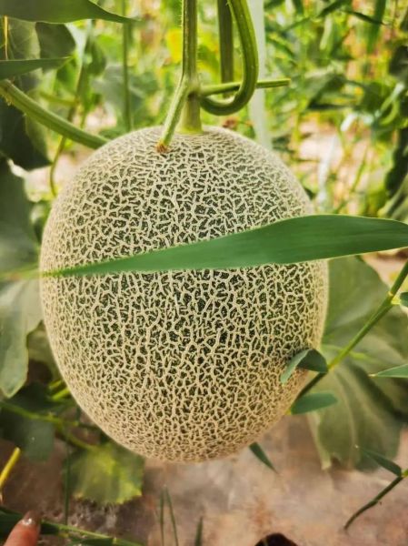 哈密瓜的作用与功效_哈密瓜上火还是降火-第2张图片-山城妙识