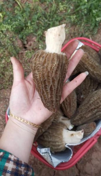 羊肚菌的功效与作用_羊肚菌多少钱一斤-第1张图片-山城妙识