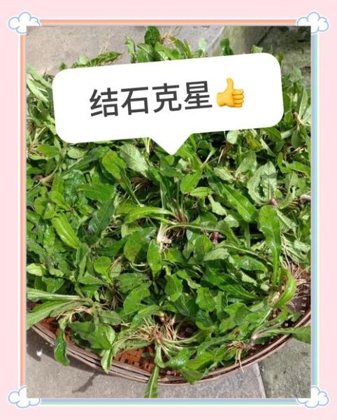 金钱草喝多久能排石_金钱草排石需要多长时间-第1张图片-山城妙识