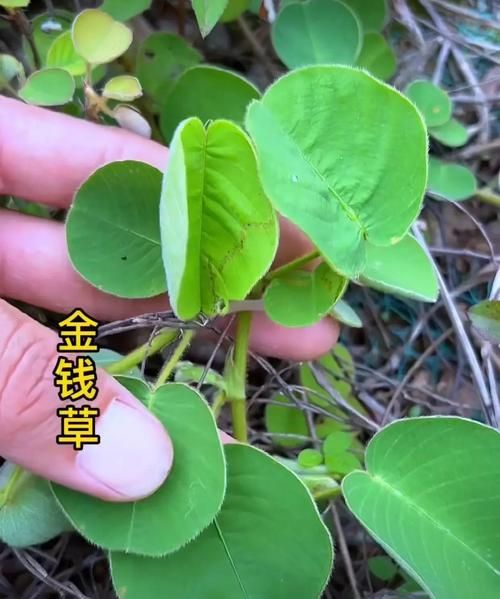 金钱草喝多久能排石_金钱草排石需要多长时间-第2张图片-山城妙识