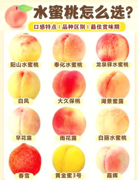 水蜜桃多少钱一斤_水蜜桃价格受哪些因素影响-第2张图片-山城妙识