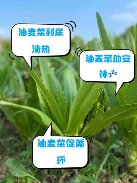 油麦菜是凉性还是热性_油麦菜寒性体质能吃吗-第2张图片-山城妙识 油麦菜是凉性还是热性_油麦菜寒性体质能吃吗-第2张图片-山城妙识