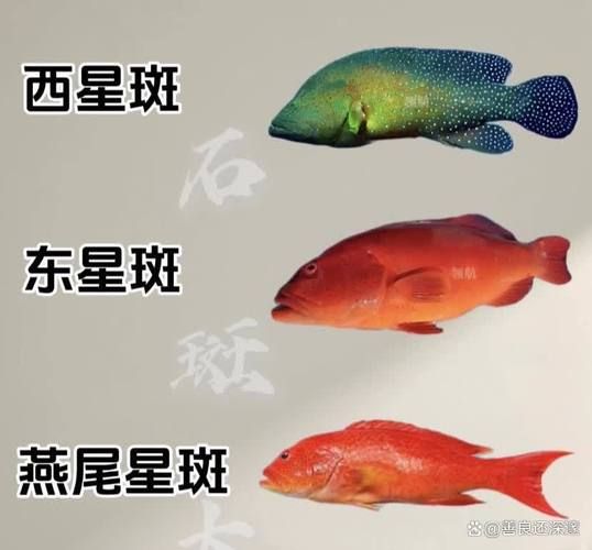 石斑鱼种类有哪些_石斑鱼怎么区分-第3张图片-山城妙识