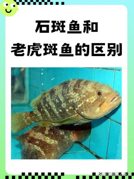 石斑鱼种类有哪些_石斑鱼怎么区分-第2张图片-山城妙识