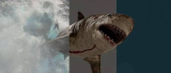 巨齿鲨还存在吗_巨齿鲨最大能长到多大-第3张图片-山城妙识