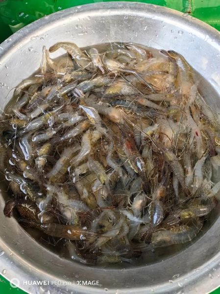 小河虾头能吃吗_小河虾头怎么处理才安全-第1张图片-山城妙识