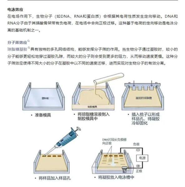 琼脂糖凝胶的制备步骤_如何配制1%琼脂糖凝胶-第1张图片-山城妙识
