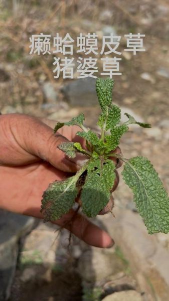 猪婆菜的功效与作用_猪婆菜怎么做好吃-第2张图片-山城妙识 猪婆菜的功效与作用_猪婆菜怎么做好吃-第2张图片-山城妙识