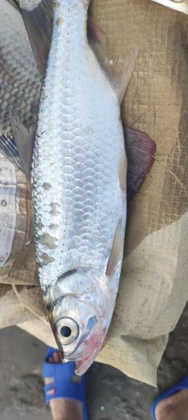 海鲢鱼长什么样_海鲢鱼图片怎么分辨真假-第1张图片-山城妙识