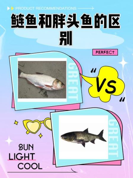 海鲢鱼长什么样_海鲢鱼图片怎么分辨真假-第3张图片-山城妙识