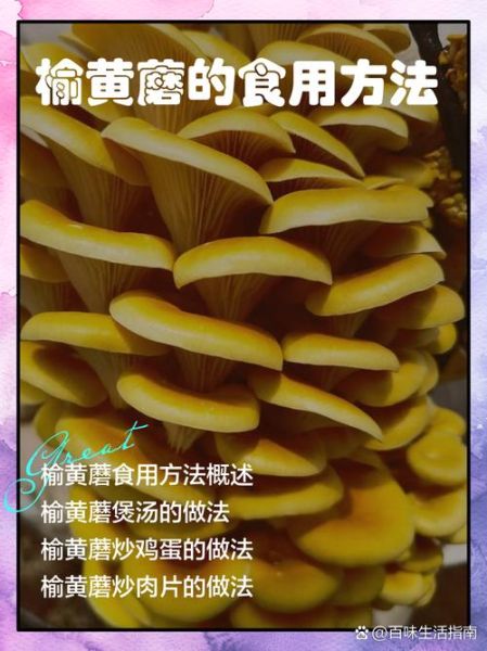 榆黄蘑好吃吗_榆黄蘑口感怎么样-第2张图片-山城妙识