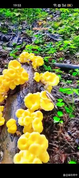 榆黄蘑好吃吗_榆黄蘑口感怎么样-第1张图片-山城妙识