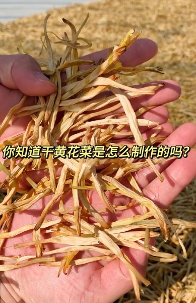 干黄花菜有毒吗_干黄花菜怎么处理才安全-第1张图片-山城妙识