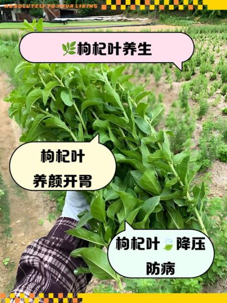 枸杞叶的功效与作用_枸杞叶的禁忌有哪些-第2张图片-山城妙识