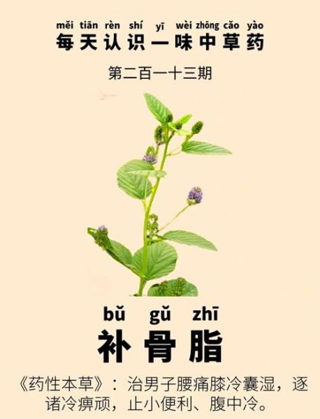 补骨脂的功效与作用_补骨脂能治什么病-第2张图片-山城妙识