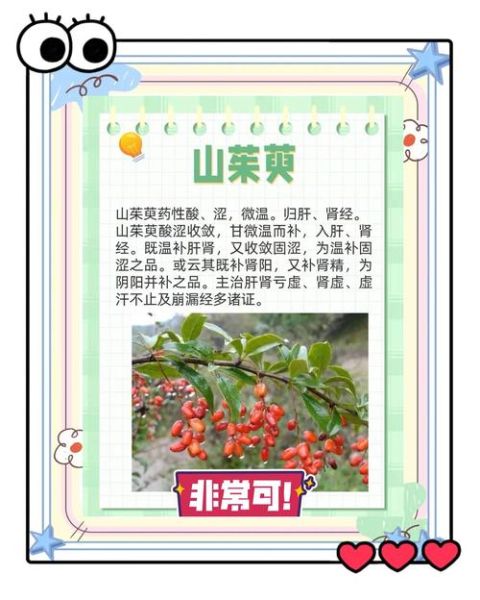 山萸肉的功效与作用_山萸肉怎么吃效果最好-第1张图片-山城妙识